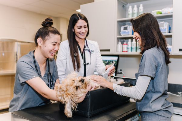 ALI’I KAHALA ANIMAL CLINIC - Updated September 2025 - 55 Photos & 13 ...