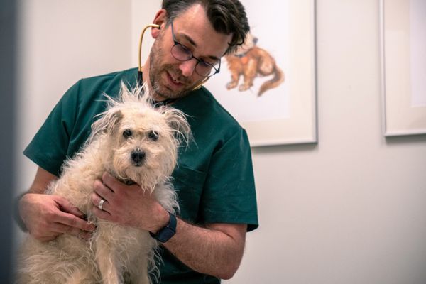 CITY OF TREES ANIMAL HOSPITAL - Updated December 2025 - 15 Photos & 24 ...