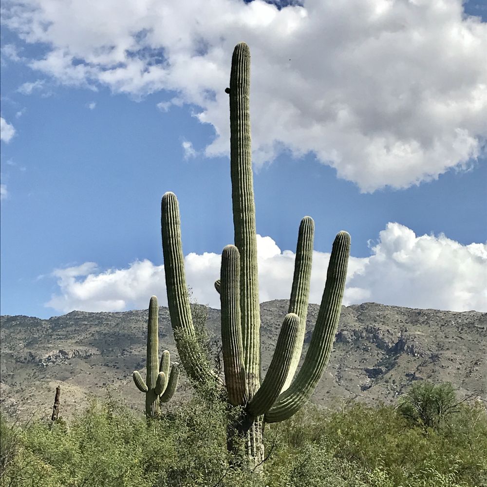 GREYHOUND BUS LINES - Updated March 2025 - 12 Photos - 311 E 3Rd St ...