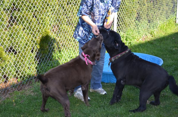 D & D KENNELS - Updated October 2025 - 108 Photos & 12 Reviews - 416 Hartz Rd, Fleetwood ...