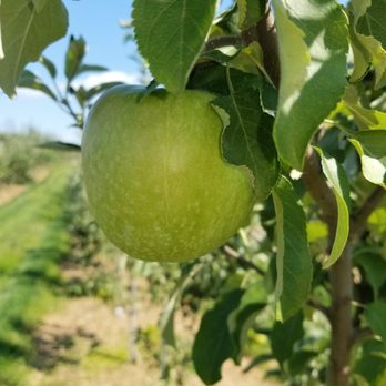 HIGHLAND ORCHARDS - Updated December 2024 - 99 Photos & 71 Reviews ...