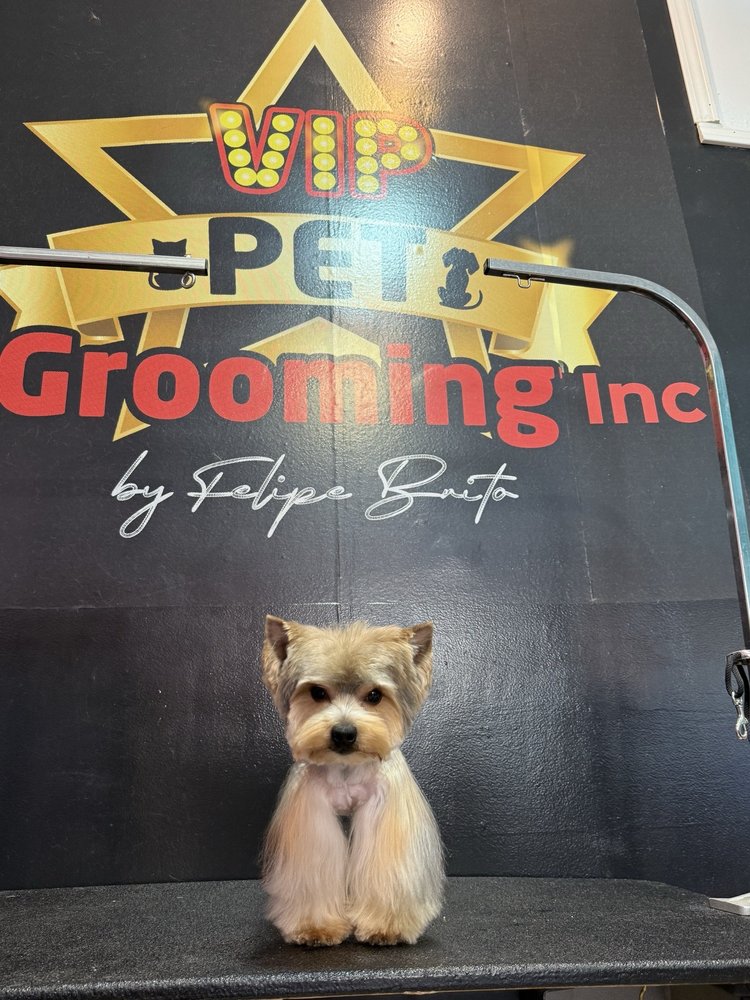 VIP PET GROOMING - Updated December 2025 - 14 Photos & 10 Reviews ...