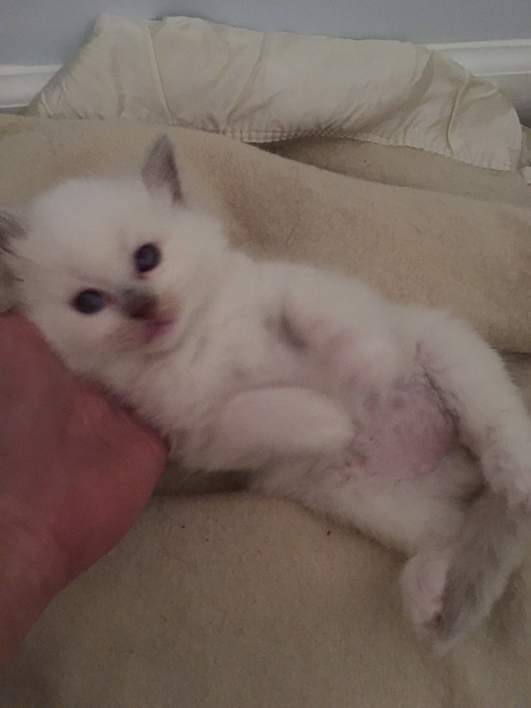 PINKERTON RAGDOLLS - 12 Photos - 400 Deerwood Ln, Monroe, Georgia - Pet ...