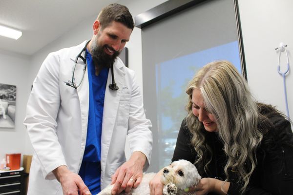 Capital Veterinary Specialists Jax