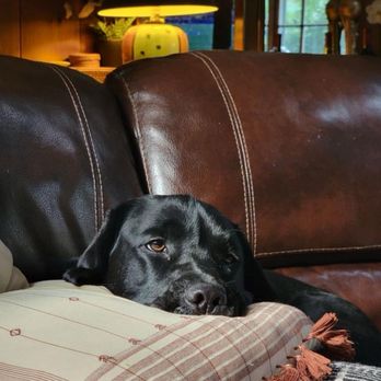 SIMPSON’S LABRADOR RETRIEVERS - Updated December 2025 - 38 Photos - Red ...