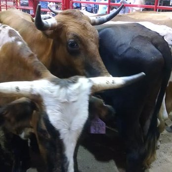 BERGERON RODEO GROUNDS - Updated April 2025 - 65 Photos & 14 Reviews ...