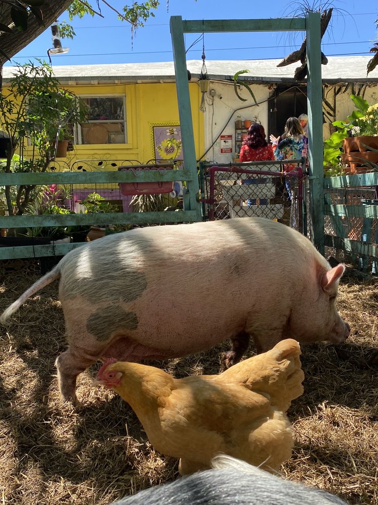 MRS MANGO & COMPANY - Updated June 2024 - 45 Photos & 24 Reviews - 3500 ...