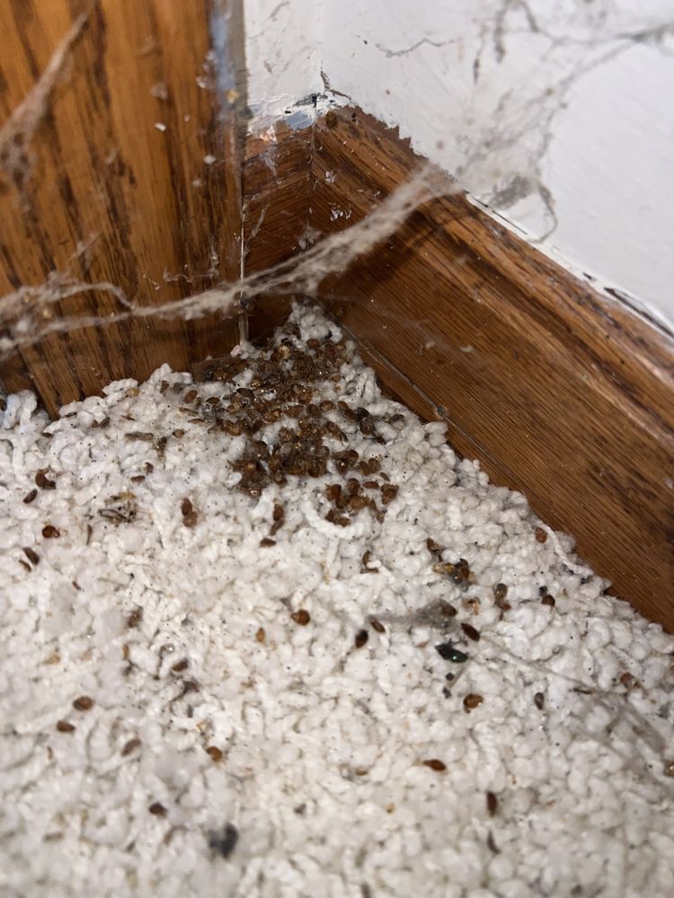 INSECTUM PEST MANAGEMENT - Updated August 2024 - Canton, Ohio - Pest ...