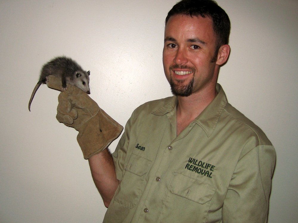 Wildlife and Rodent Control Phoenix - Same Day Service Available ...