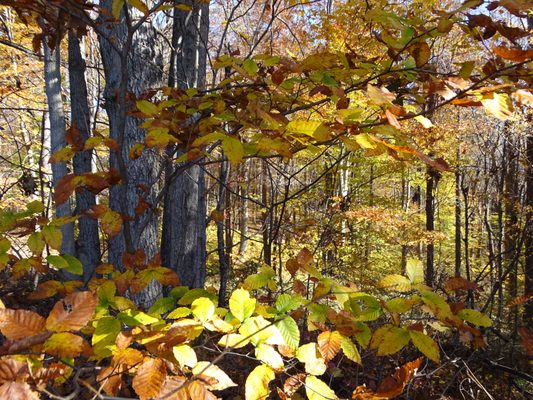 ROCKBRIDGE STATE NATURE PRESERVE - Updated August 2024 - 125 Photos ...