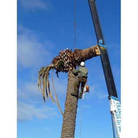 AUSTRALIAN TREE CARE-TAS - Updated July 2024 - Launceston Tasmania ...