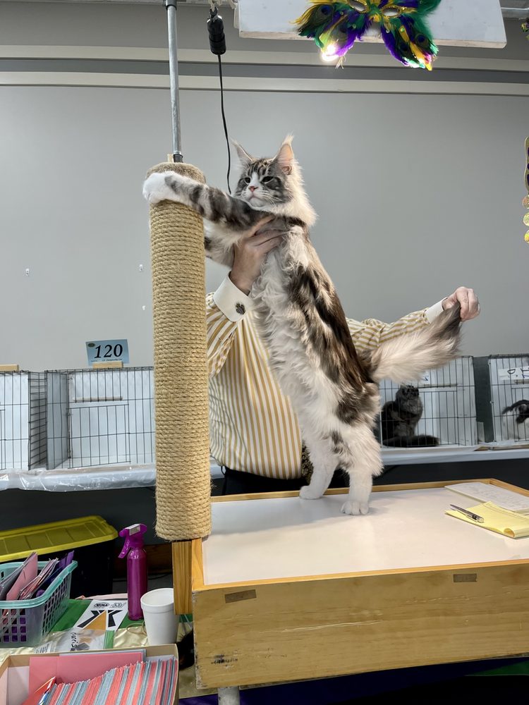 MAINE STREET COONS - Updated May 2025 - Chelsea, Alabama - Pet Breeders ...