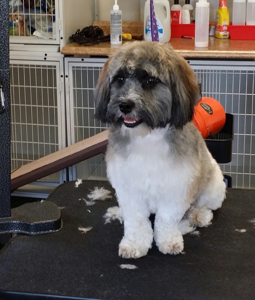 STEPHANIE DANE - INDEPENDENT GROOMER - Updated December 2025 - 32 ...