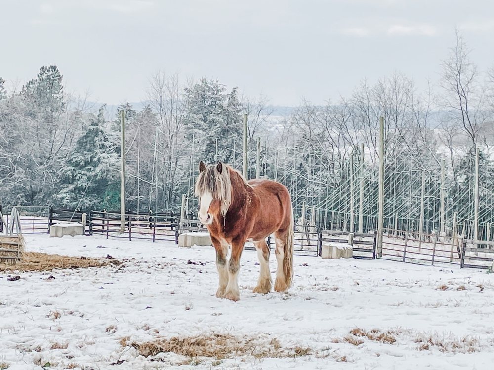 STABLE CRAFT BREWING - 146 Photos & 108 Reviews - Farms - 375 Madrid Rd ...