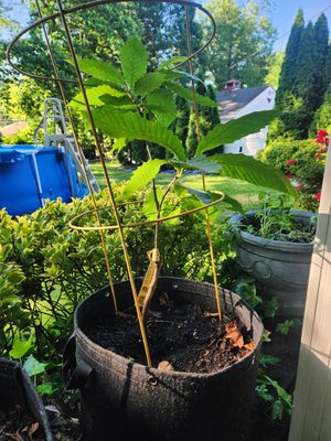 BURNT RIDGE NURSERY & ORCHARDS - Updated July 2025 - 10 Photos & 61 ...