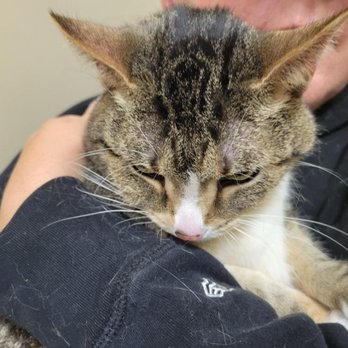 SPRINGBROOK ANIMAL CARE CENTER - Updated December 2025 - 27 Photos ...