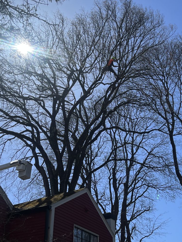 MAX TREES - Updated April 2025 - 70 Lincoln St, Hudson, Massachusetts ...