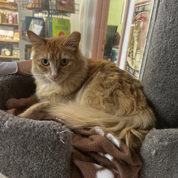 THE RADICAL CAT - Updated May 2025 - 43 Photos & 21 Reviews - 1500 S ...