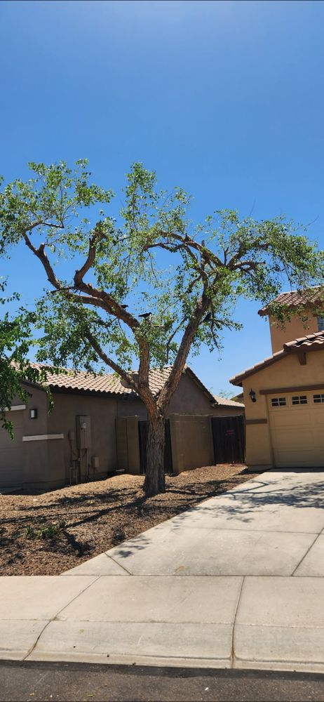 ANGEL LANDSCAPING - Updated December 2025 - 54 Photos - Phoenix ...