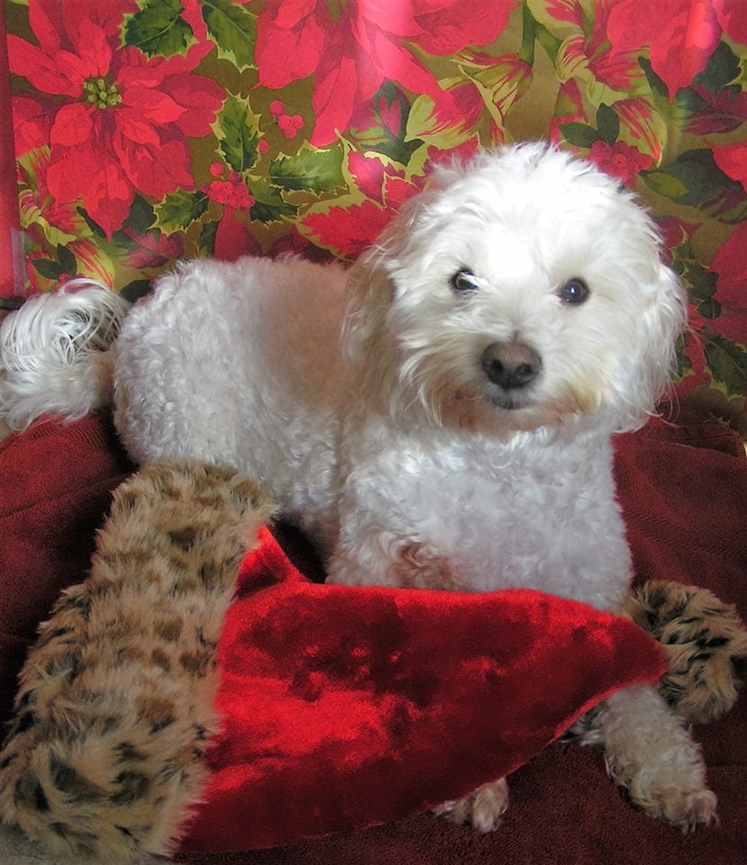 HAPPY TAILS GROOMING - Updated October 2025 - 445 Litchfield Rd ...