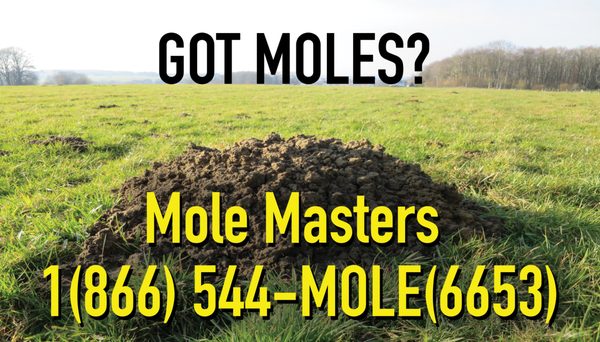 MOLE MASTERS - Updated August 2025 - 14 Photos & 41 Reviews - Milton ...