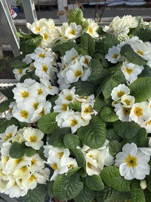 BAMBOO NURSERY & GARDEN SUPPLIES - Updated April 2025 - 18 Photos ...