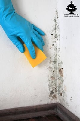 LOOKOUT PEST CONTROL - Updated October 2025 - 23 Photos & 38 Reviews ...