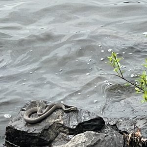 RINGING ROCKS PARK - Updated February 2025 - 133 Photos & 64 Reviews ...