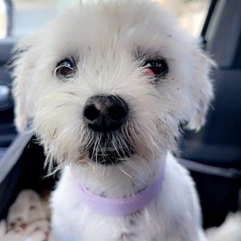 LOVE ANIMAL HOSPITAL AND URGENT CARE - Updated March 2025 - 27 Photos ...