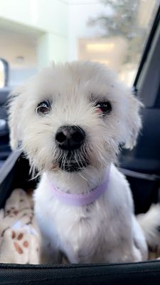 LOVE ANIMAL HOSPITAL AND URGENT CARE - Updated December 2024 - 19 ...