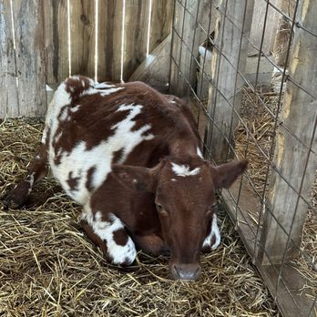 FOWLER PUMPKIN PATCH - Updated December 2025 - 32 Photos - 5060 N ...