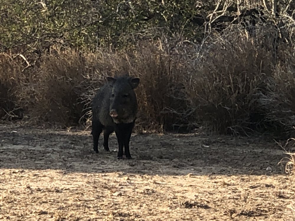 FALCON STATE PARK - 10 Photos - Park Rd 46, Falcon Heights, Texas ...