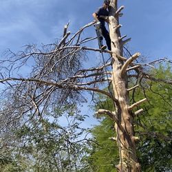 TREE MONKEY TREE TRIMMING - 33 Photos & 27 Reviews - Tucson, AZ - Yelp