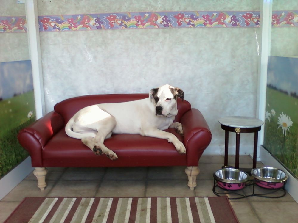 JCM’S LUXURY PET RESORT - Updated June 2026 - 14 Photos - 20006 Hwy 36 ...