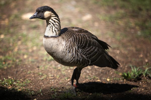 HONOLULU ZOO - 4605 Photos & 901 Reviews - 151 Kapahulu Ave, Honolulu ...