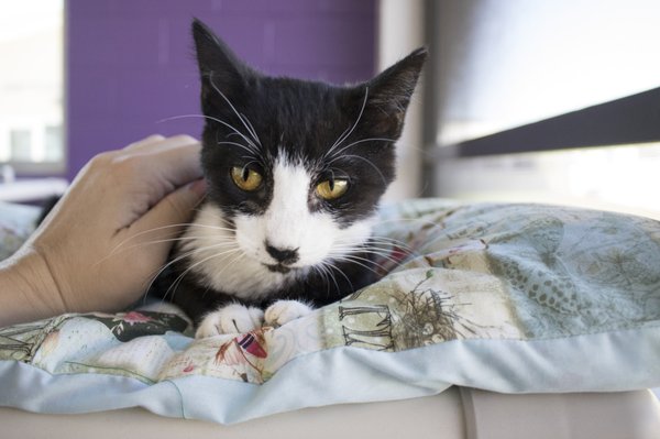 HUMANE SOCIETY OF SOUTHERN ARIZONA - Updated July 2025 - 56 Photos & 89 ...