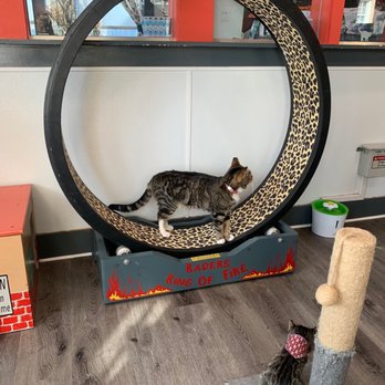 THE CAFFEINATED CAT - Updated January 2025 - 161 Photos & 65 Reviews ...