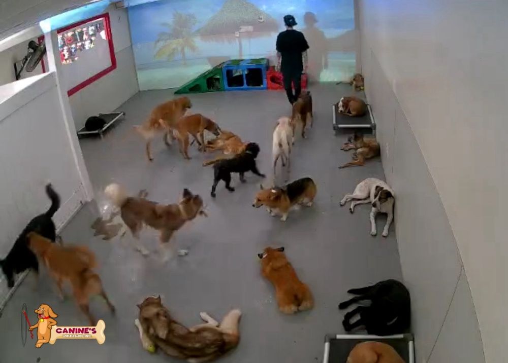 CANINES UNLEASHED - Updated December 2025 - 27 Photos & 37 Reviews ...