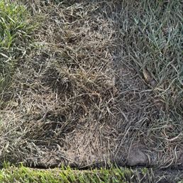 Super-Sod Reviews | Read Customer Service Reviews of supersod.com