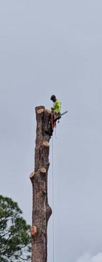 BOOTES TREE SERVICE - Updated July 2025 - 12 Photos - PO Box 952545 ...