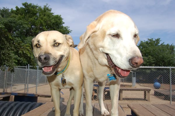 DOWNTOWN DOG - 66 Photos & 141 Reviews - 2201 S Harwood St, Dallas ...