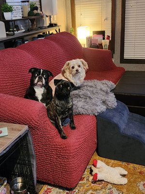 Animal Hospital of Maple Valley - Updated June 2026 - 63 Photos & 69 ...