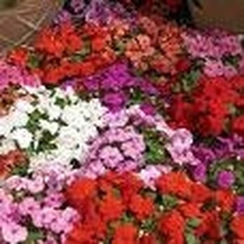 HUNTS POINT FLOWER MARKET - Updated December 2025 - 41 Photos & 29 ...