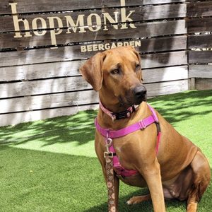 HOPMONK TAVERN NOVATO - 585 Photos & 724 Reviews - American (New) - 224 ...