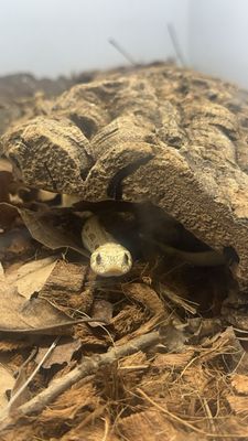 DFW REPTARIUM - Updated December 2025 - 97 Photos & 105 Reviews - 2220 ...