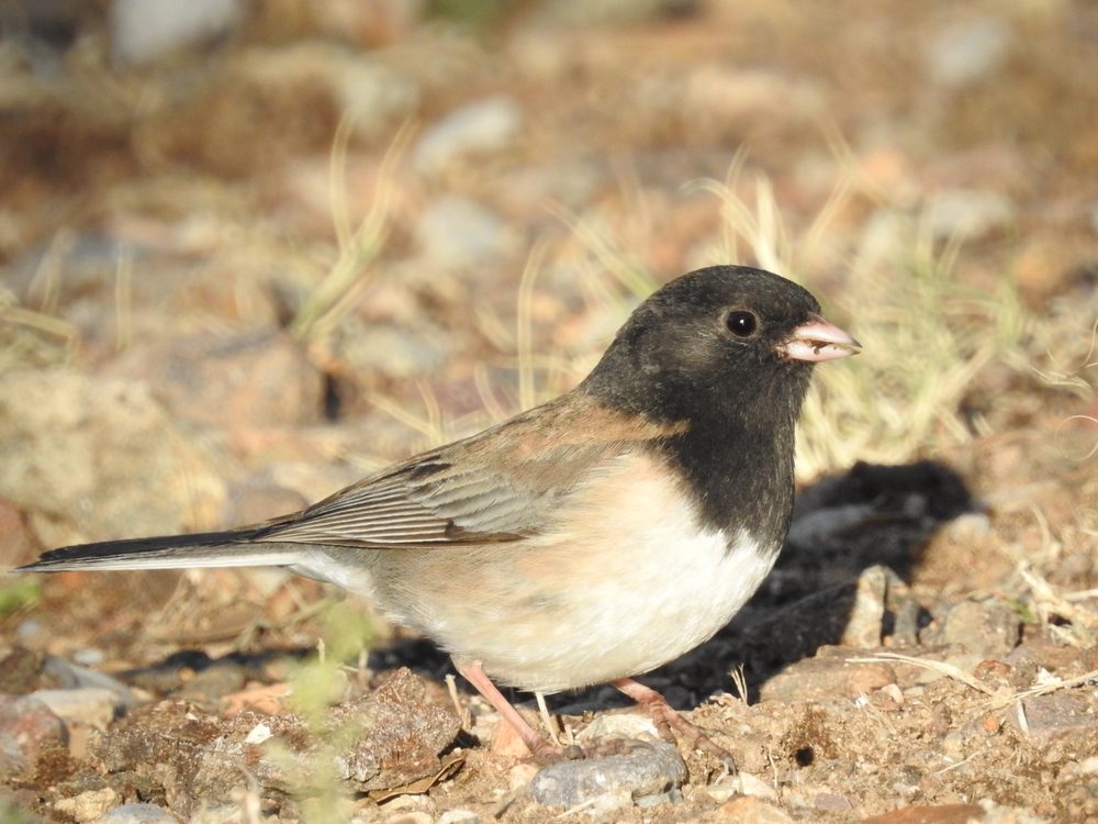 RAIL OAKS RANCH - Updated October 2025 - 27 Photos - 3248 E White Lily ...