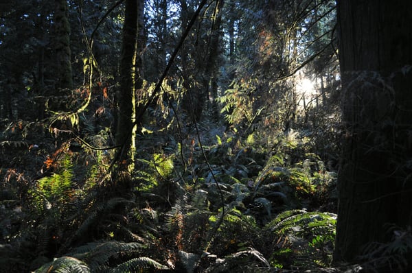 WONDERWOOD PARK - 5304 32nd Ave, Lacey, Washington - 27 Photos & 10 Reviews - Parks - Yelp