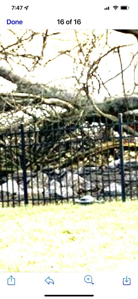 AKA TREE SERVICE - Updated December 2025 - 70 Photos & 43 Reviews ...