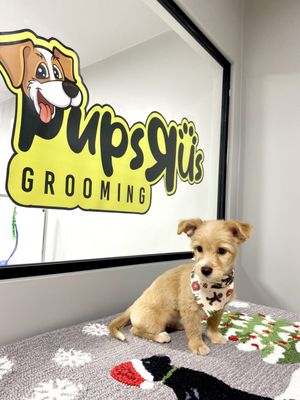 PUPS R US - Updated August 2025 - 24 Photos - 456 W Anaheim St, Long ...