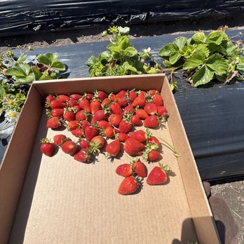 SWANTON BERRY FARM - Updated June 2024 - 1095 Photos & 515 Reviews - 25 ...
